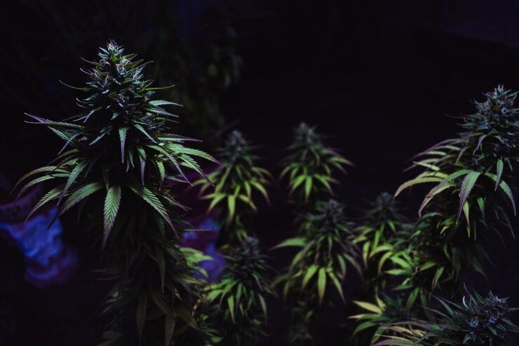Top Cannabis Trends to Watch in 2025